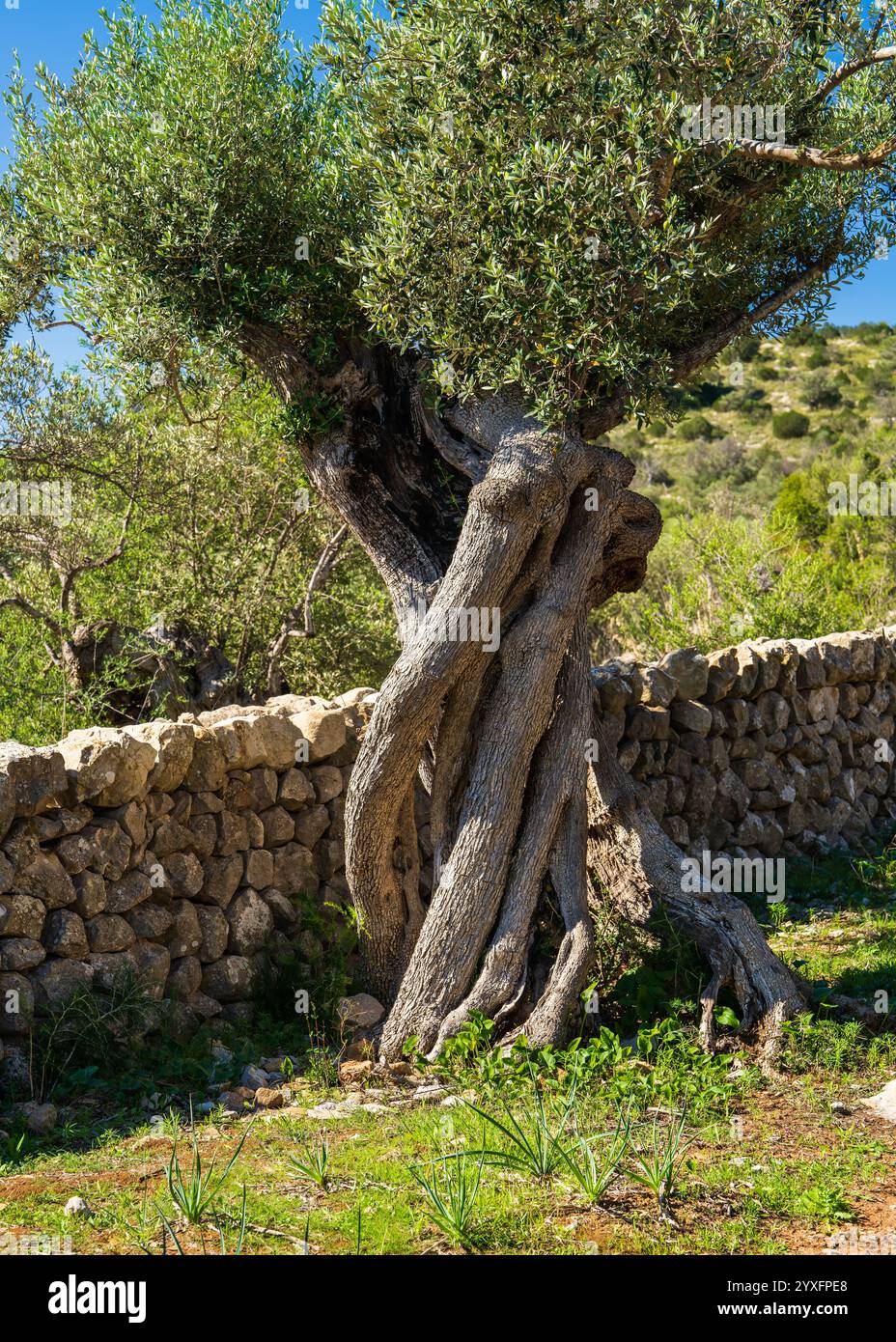 Olive grove in majorca hi-res stock photography and images - Alamy