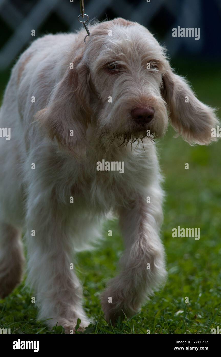 Spinone italiano hi-res stock photography and images - Alamy
