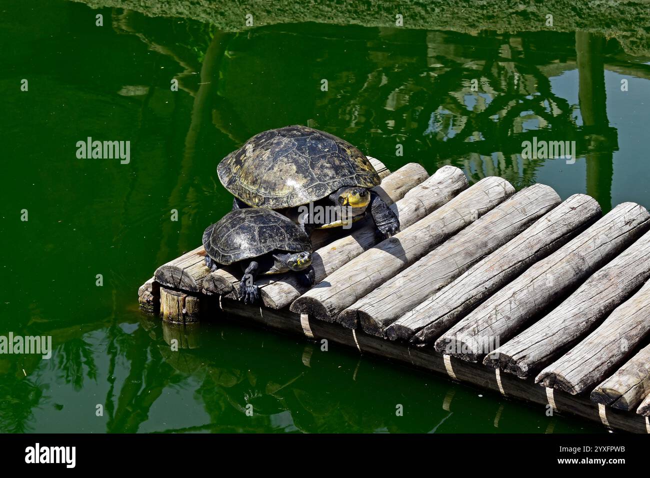 South american river turtles (Podocnemis expansa), Rio de Janeiro, Brazil Stock Photo - Alamy