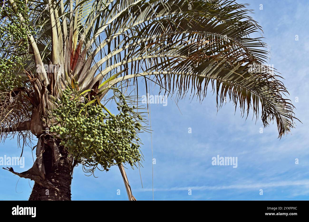 Triangle palm leaves (Dypsis decaryi) with fruits, Rio de Janeiro ...