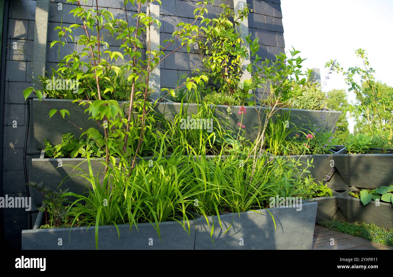 Vertical green facade garden. Living wall for urban greening ...