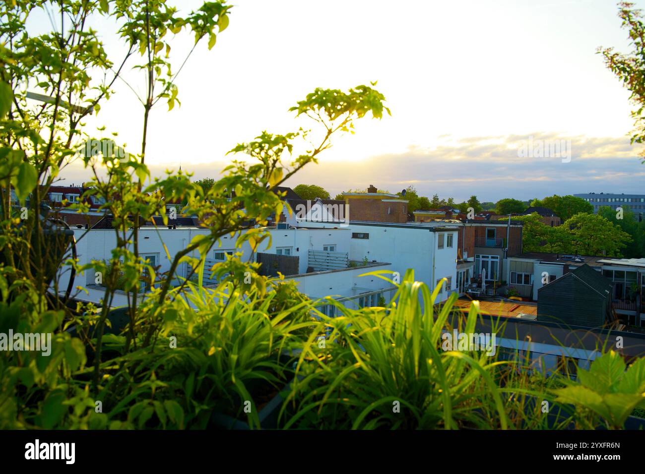 Vertical green facade garden. Living wall for urban greening ...