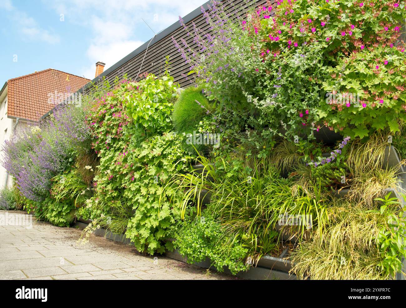 Vertical green facade garden. Living wall for urban greening ...