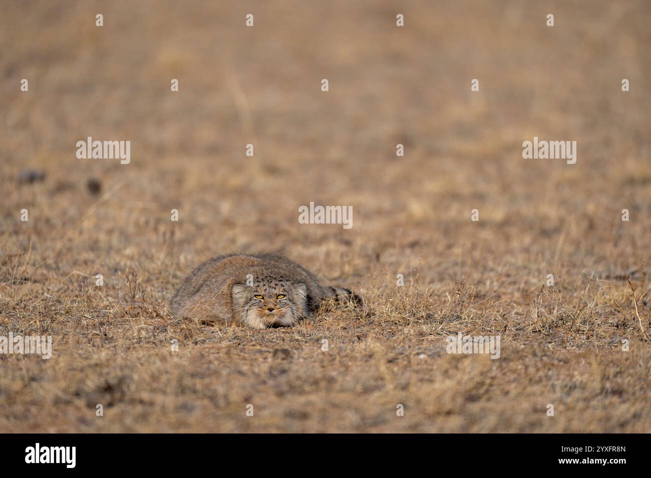 Pallas's cat (Otocolobus manul). Otocolobus manul Pallas, 1776 Synonyms ...