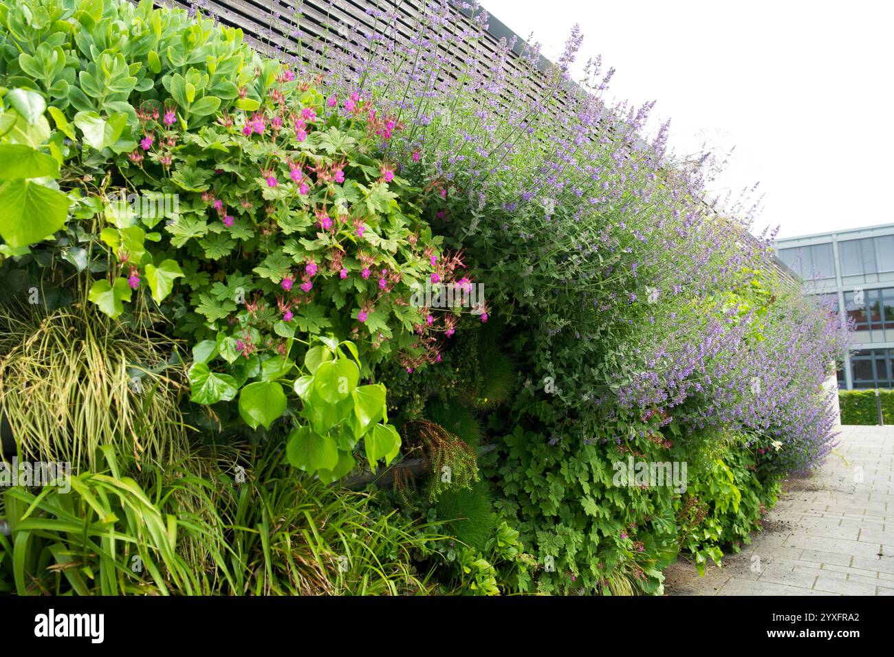 Vertical green facade garden. Living wall for urban greening ...