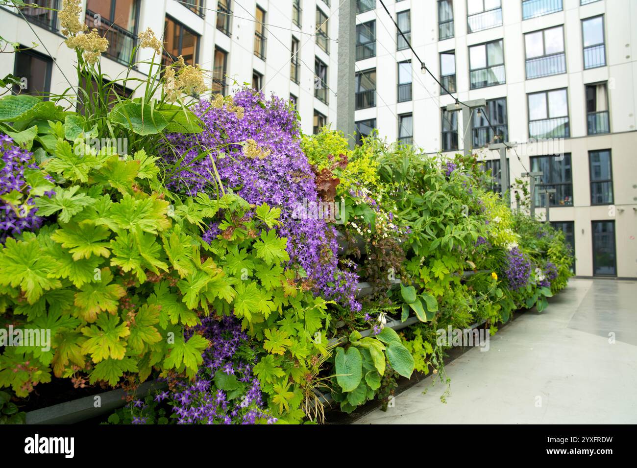 Vertical green facade garden. Living wall for urban greening ...