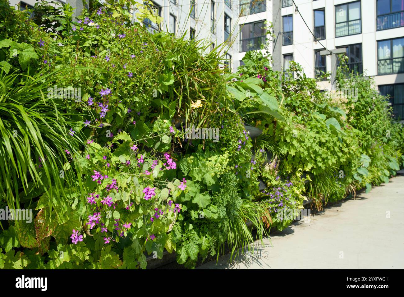 Vertical green facade garden. Living wall for urban greening ...
