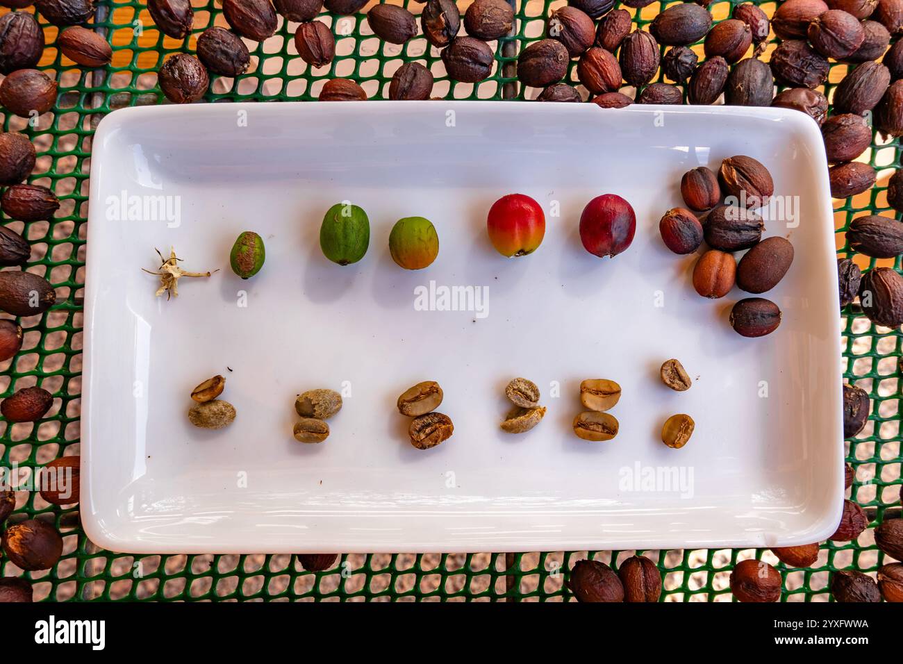 Concept various stages of drying and peeling. Coffee beans showing from ...