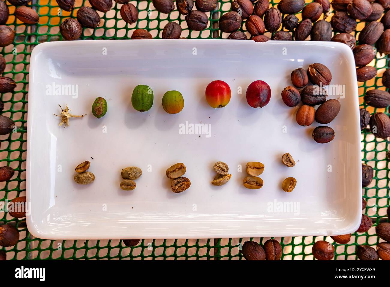 Concept various stages of drying and peeling. Coffee beans showing from ...