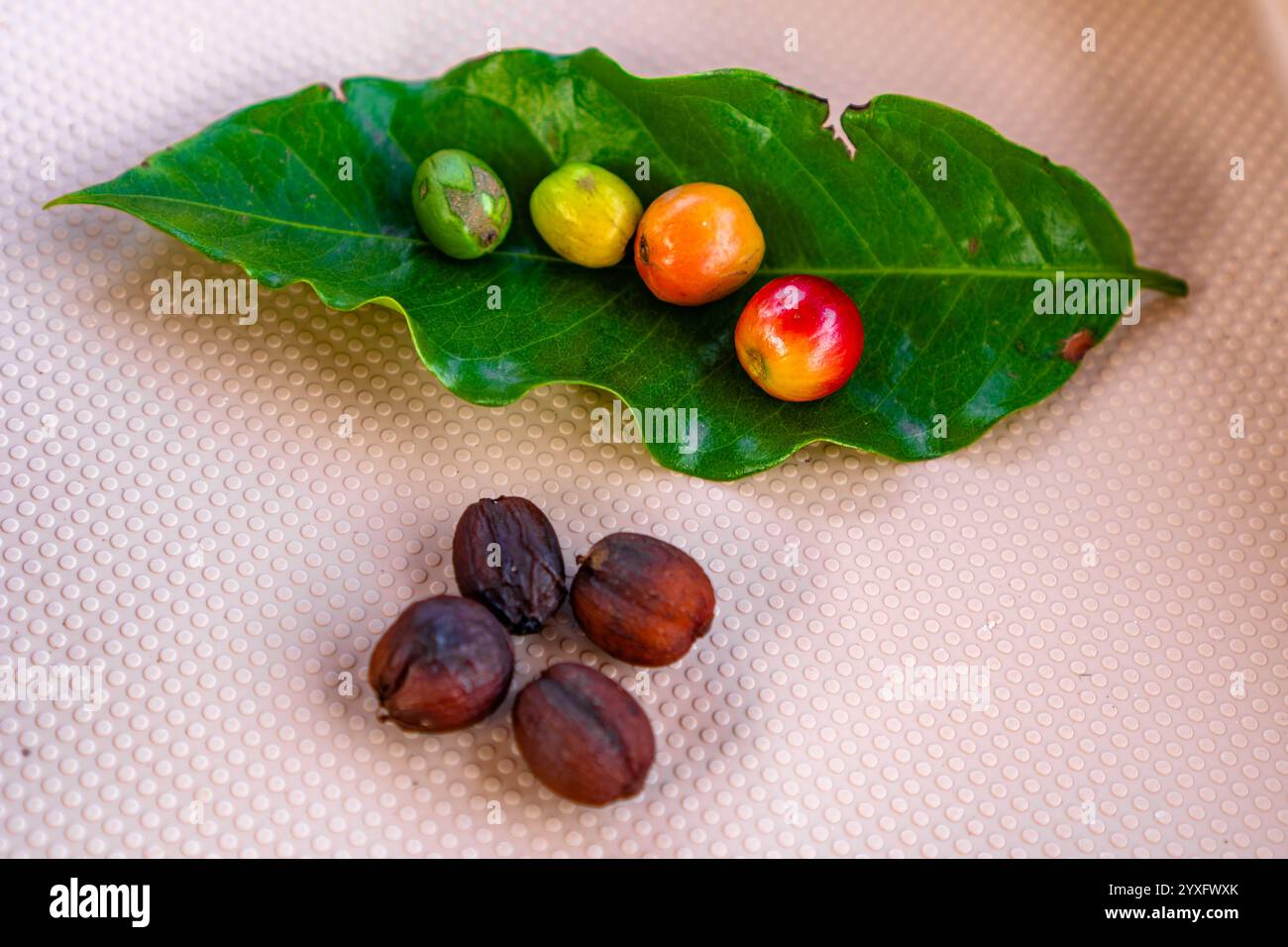 5 stages of the coffee bean presented on a coffee plant leaf Stock ...