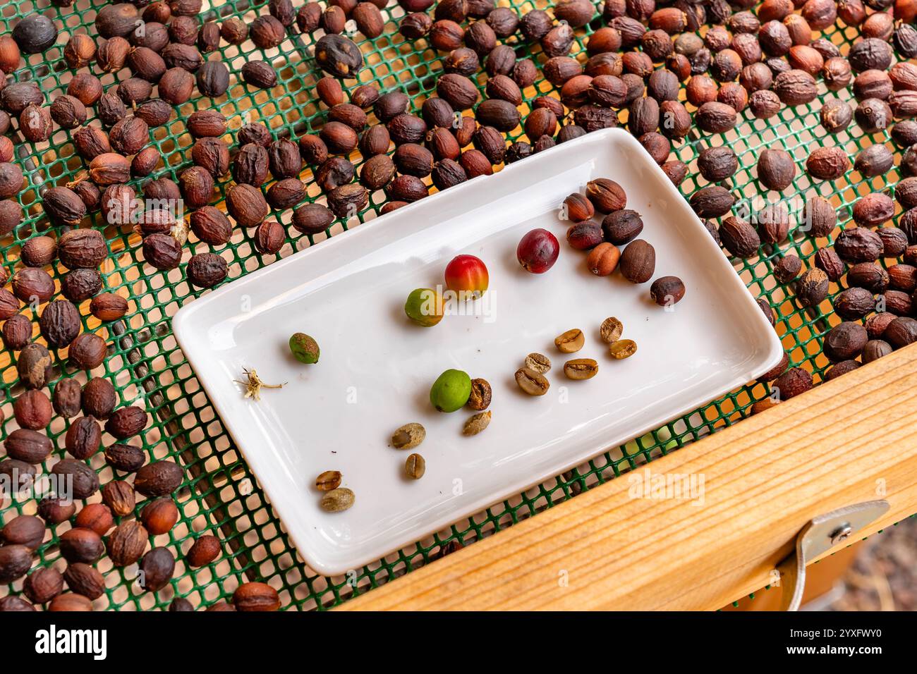 Concept of the different stages of coffee beans traditional dried ...