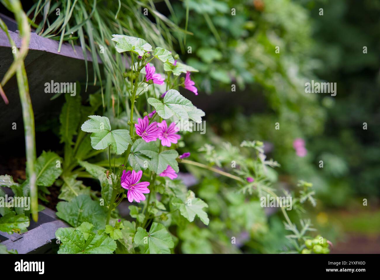 Vertical green facade garden. Living wall for urban greening ...