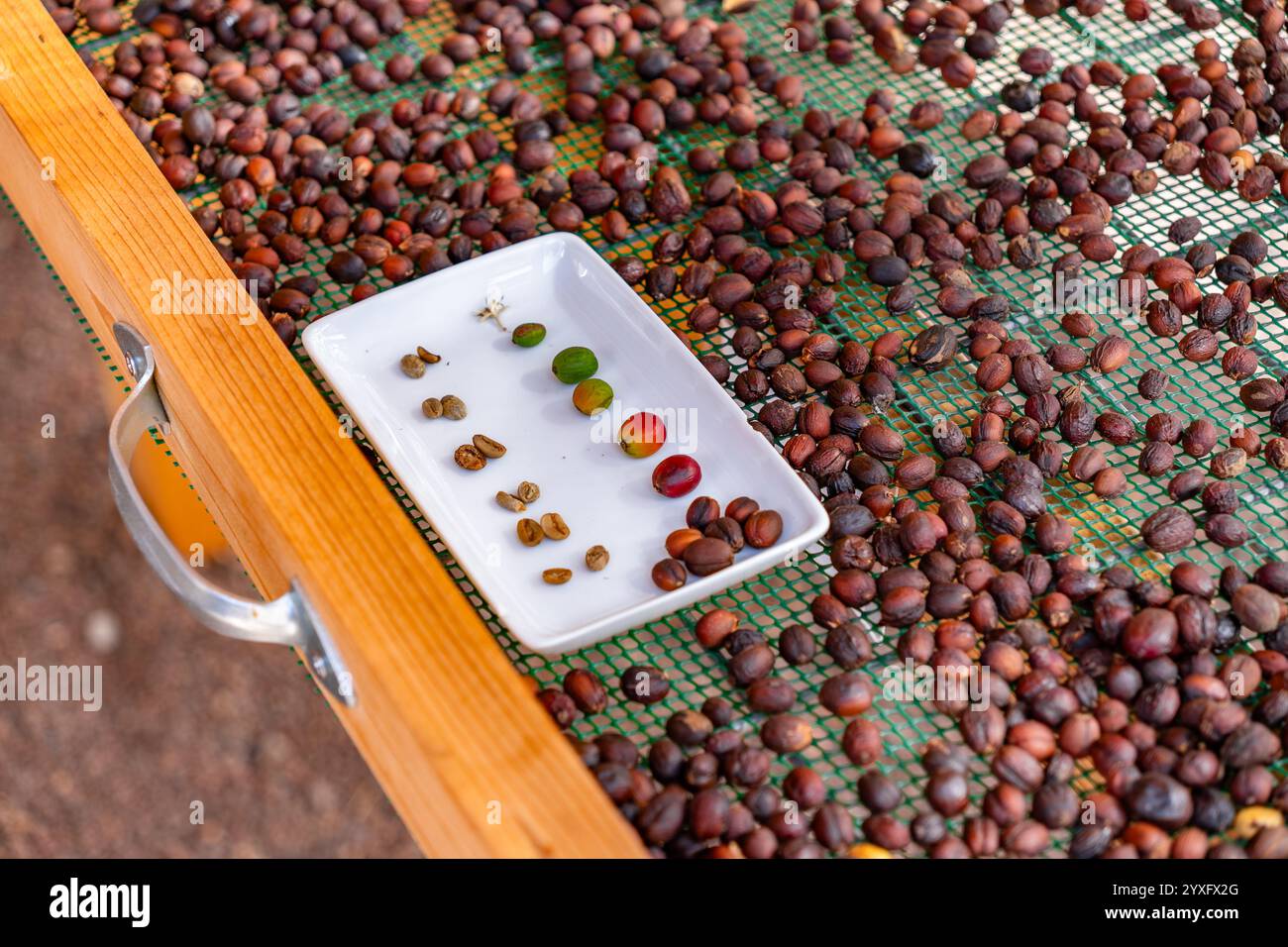 Concept various stages of drying and peeling. Coffee beans showing from ...