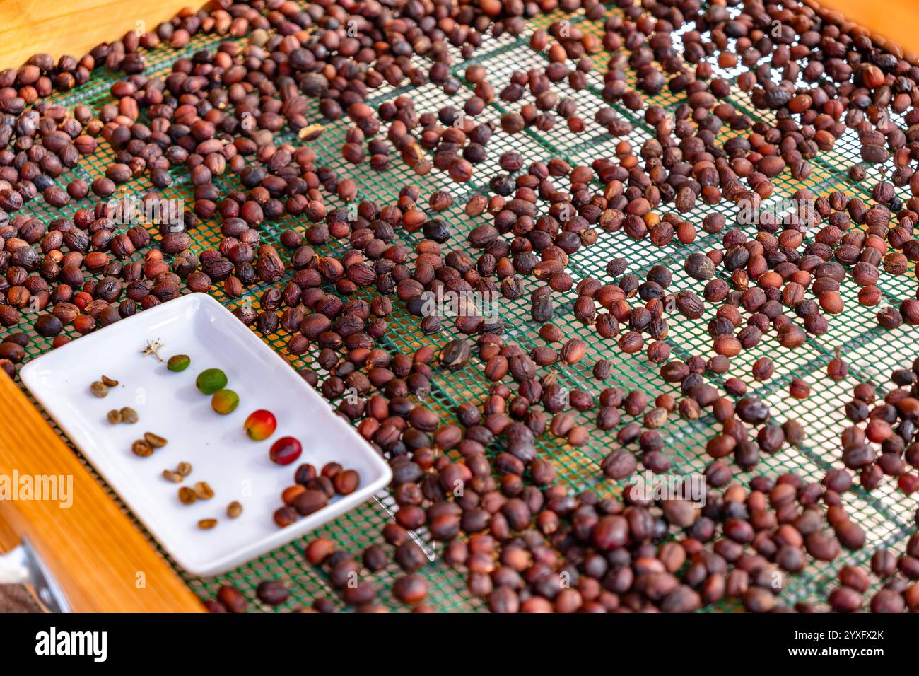 Concept various stages of drying and peeling. Coffee beans showing from ...