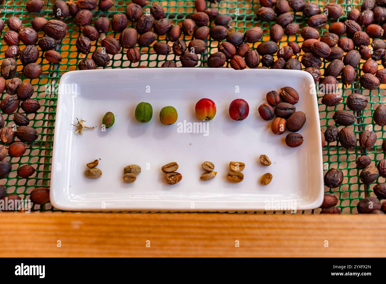 Concept various stages of drying and peeling. Coffee beans showing from ...