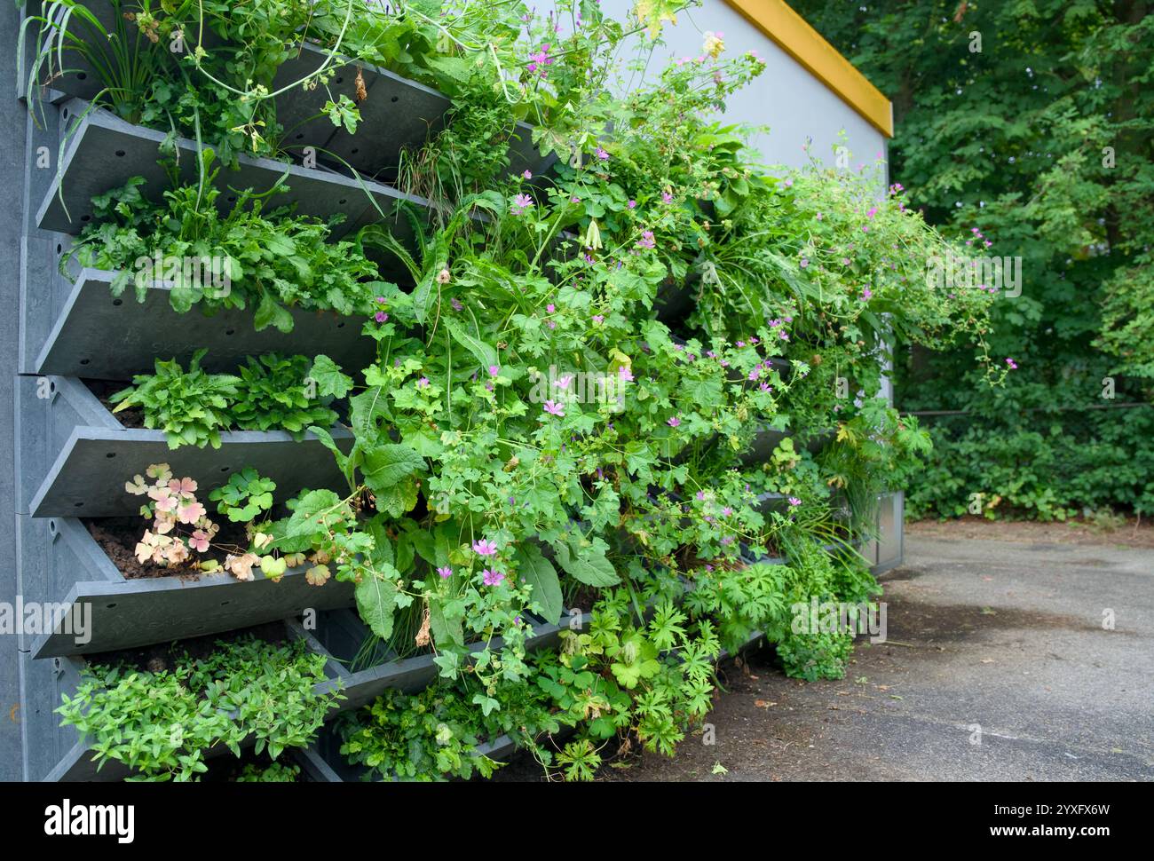 Vertical green facade garden. Living wall for urban greening ...