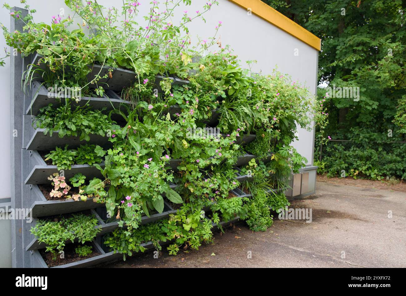 Vertical green facade garden. Living wall for urban greening ...