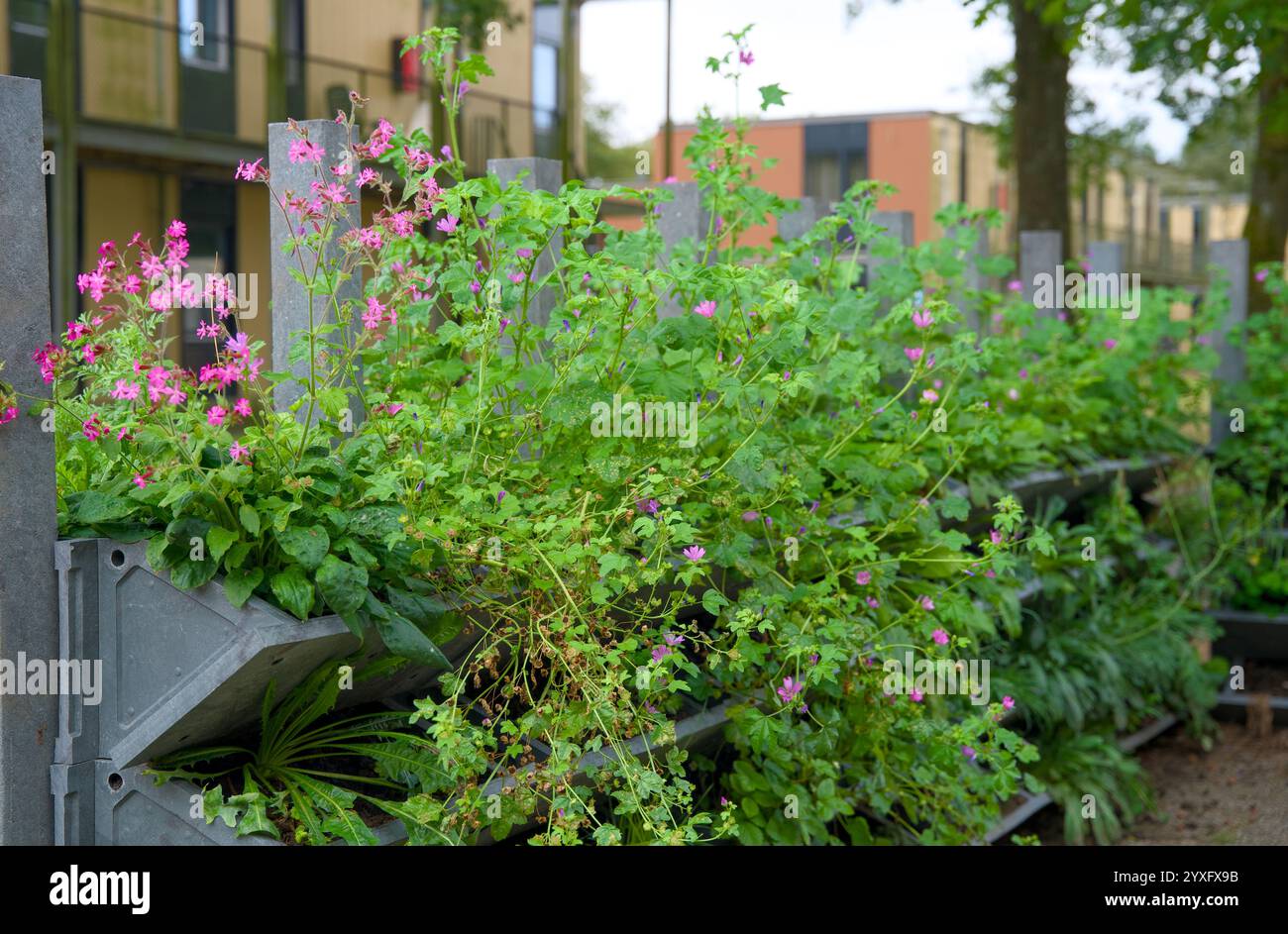 Vertical green facade garden. Living wall for urban greening ...