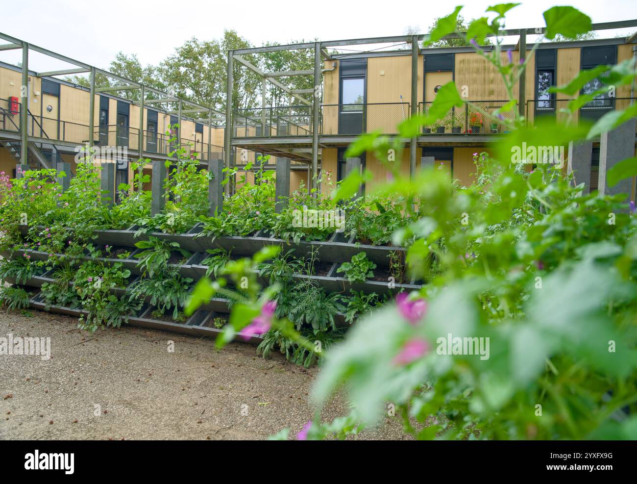 Vertical green facade garden. Living wall for urban greening ...