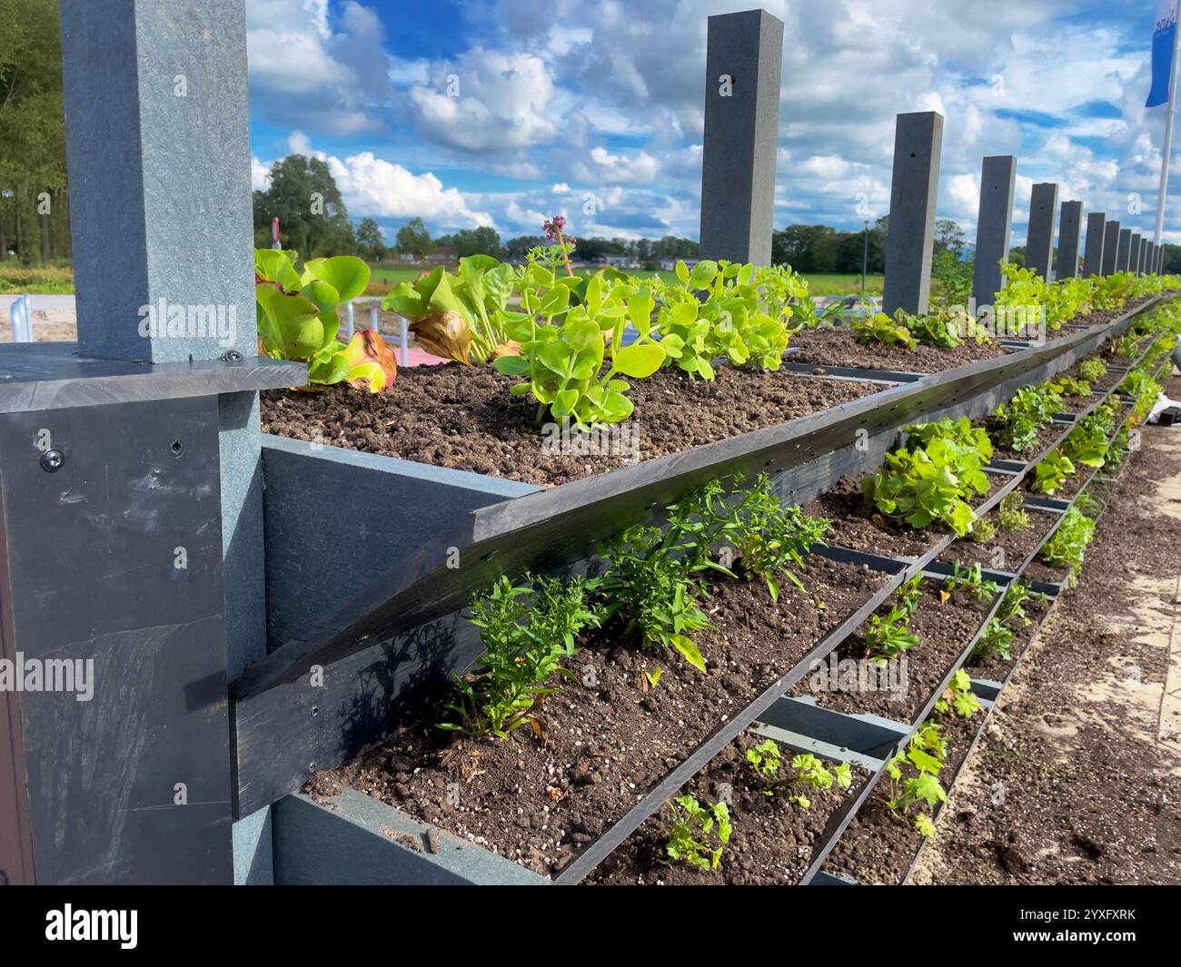 Vertical green facade garden. Living wall for urban greening ...