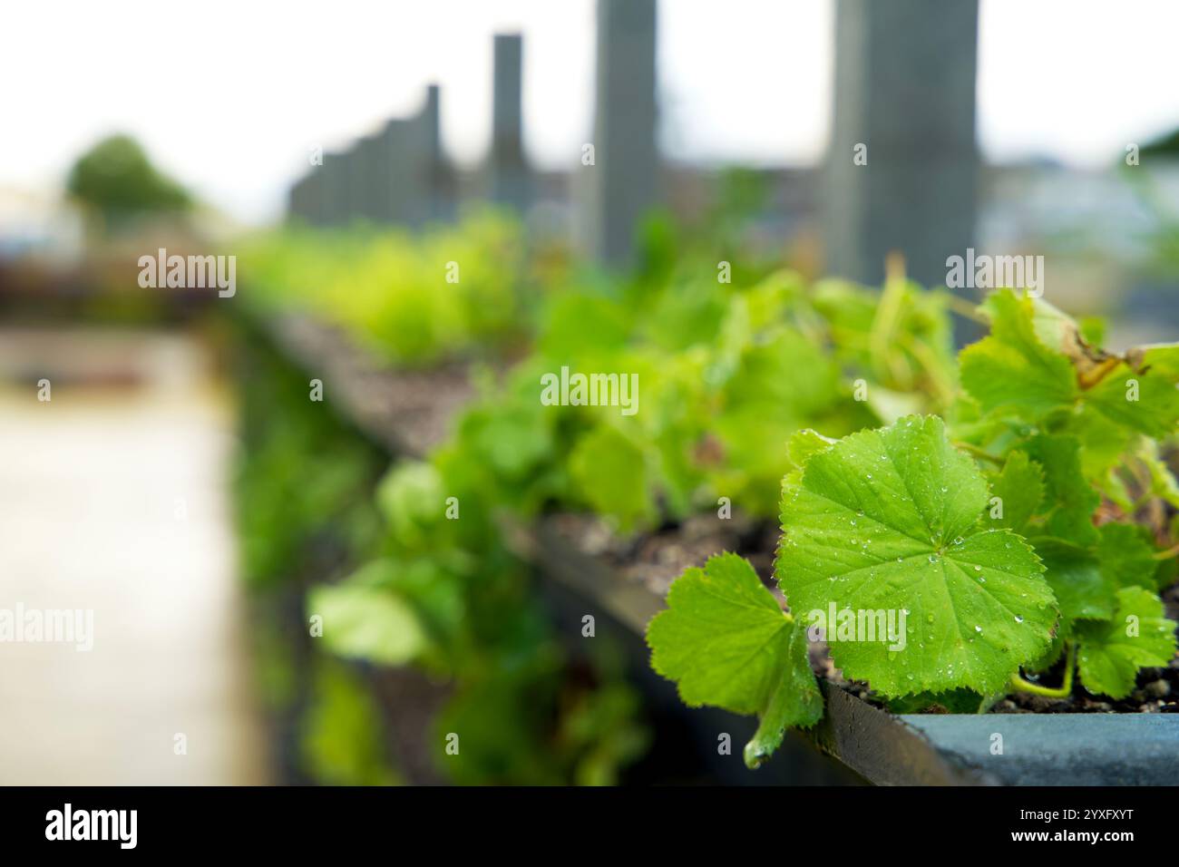 Vertical green facade garden. Living wall for urban greening ...