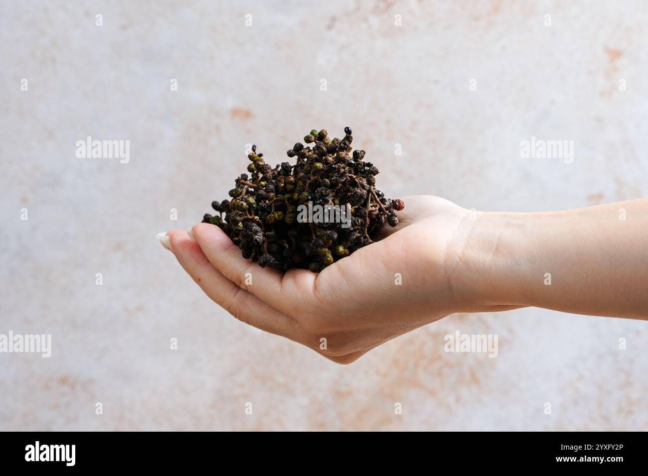 Andaliman, tuba or itir-itir, this spice in Indonesia is only known for ...