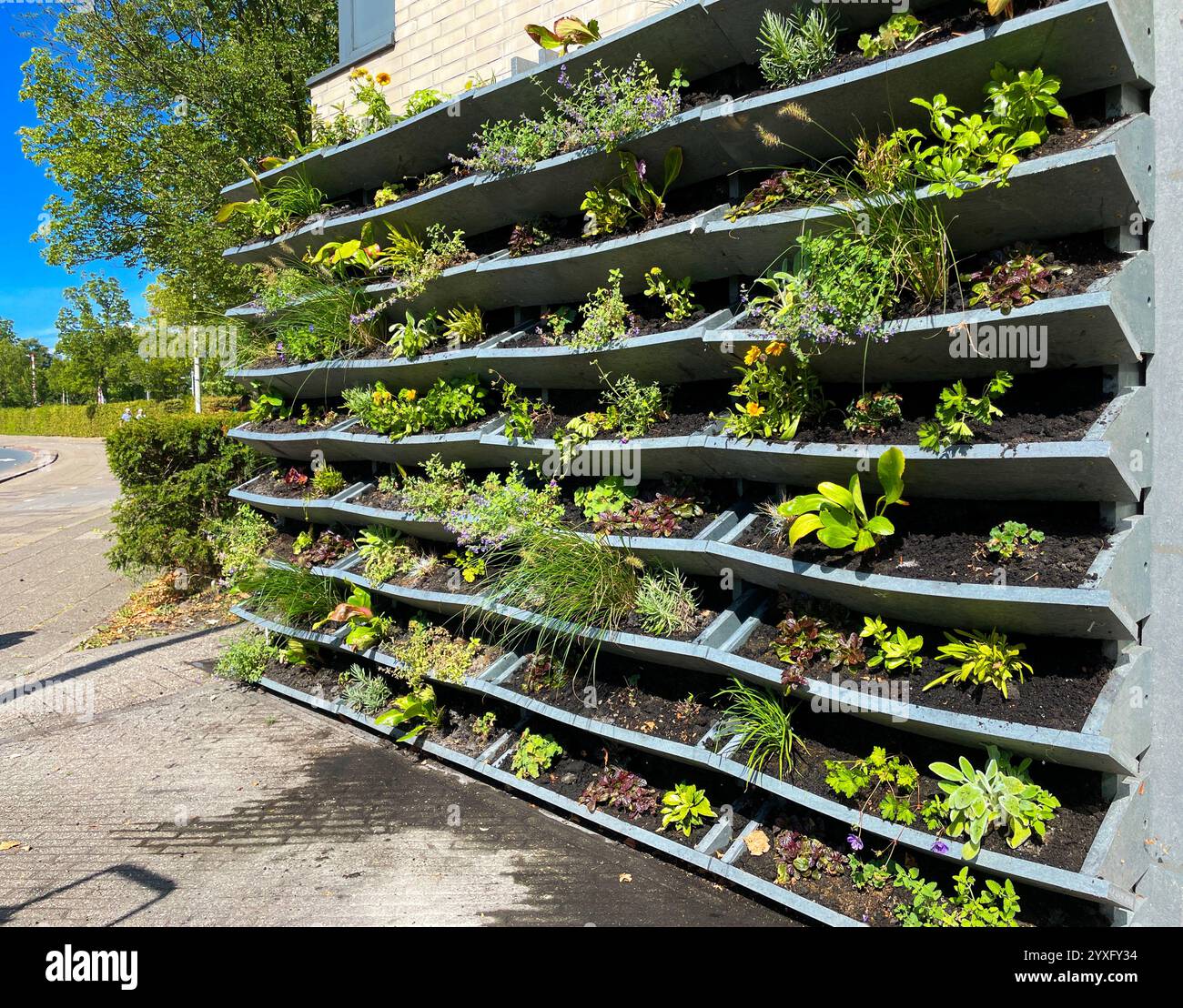 Vertical green facade garden. Living wall for urban greening ...