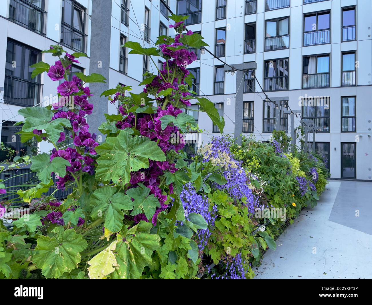 Vertical green facade garden. Living wall for urban greening ...