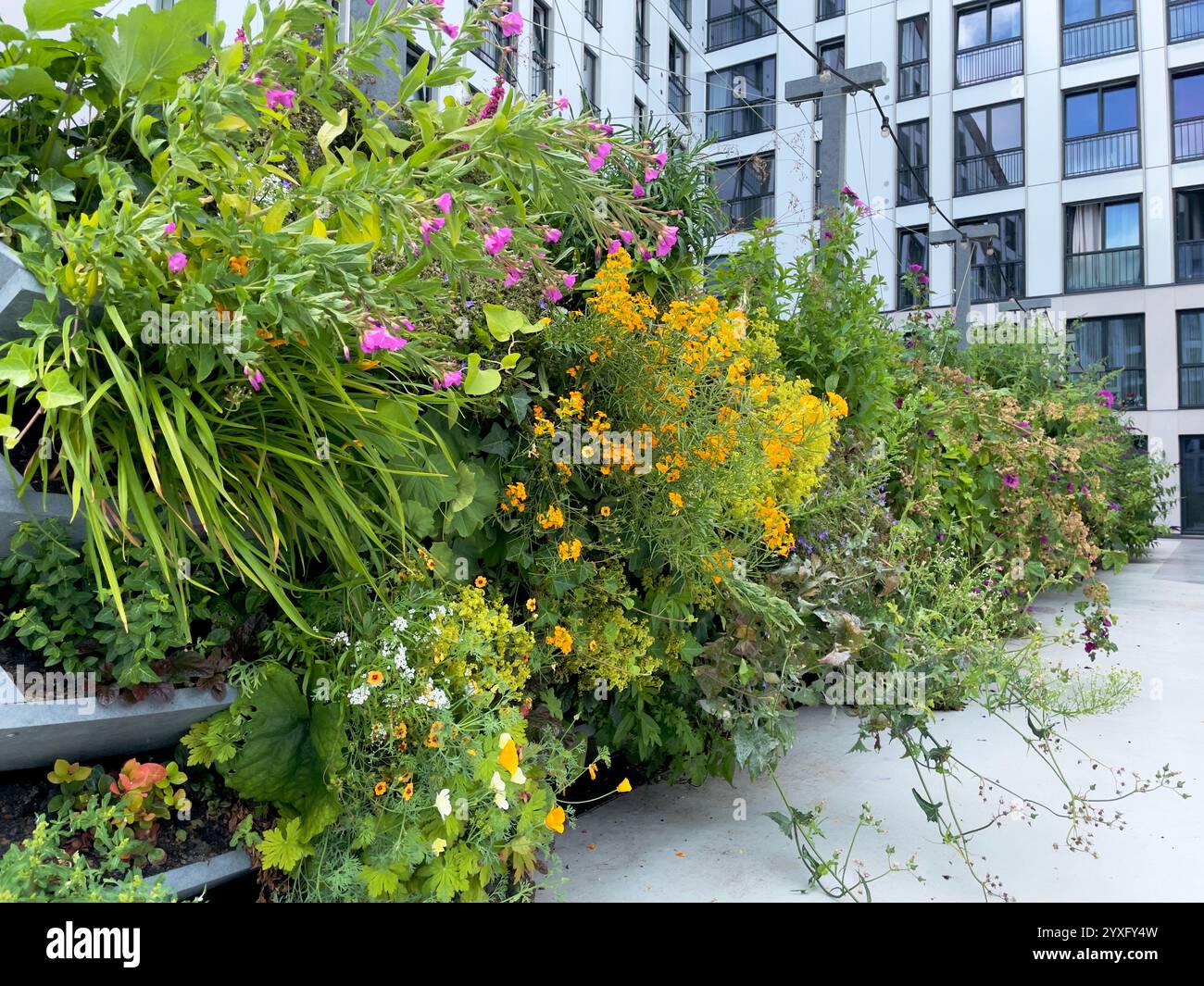 Vertical green facade garden. Living wall for urban greening ...