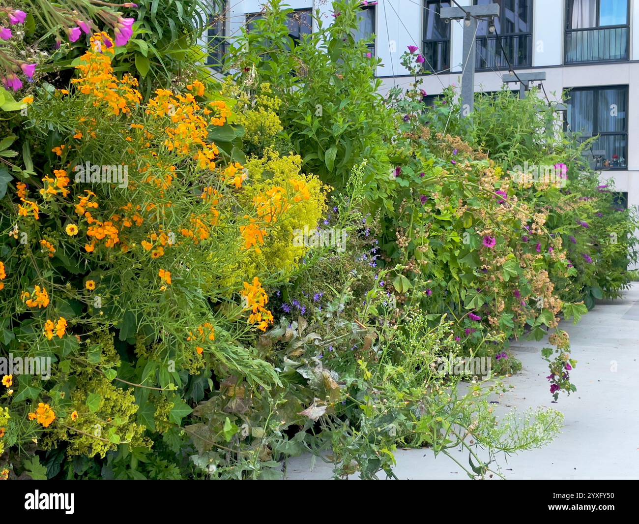 Vertical green facade garden. Living wall for urban greening ...