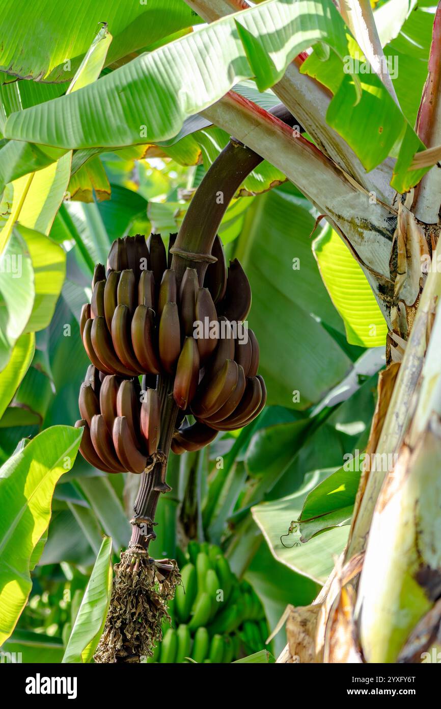 Red bananas are a group of varieties of banana with reddish-purple skin ...