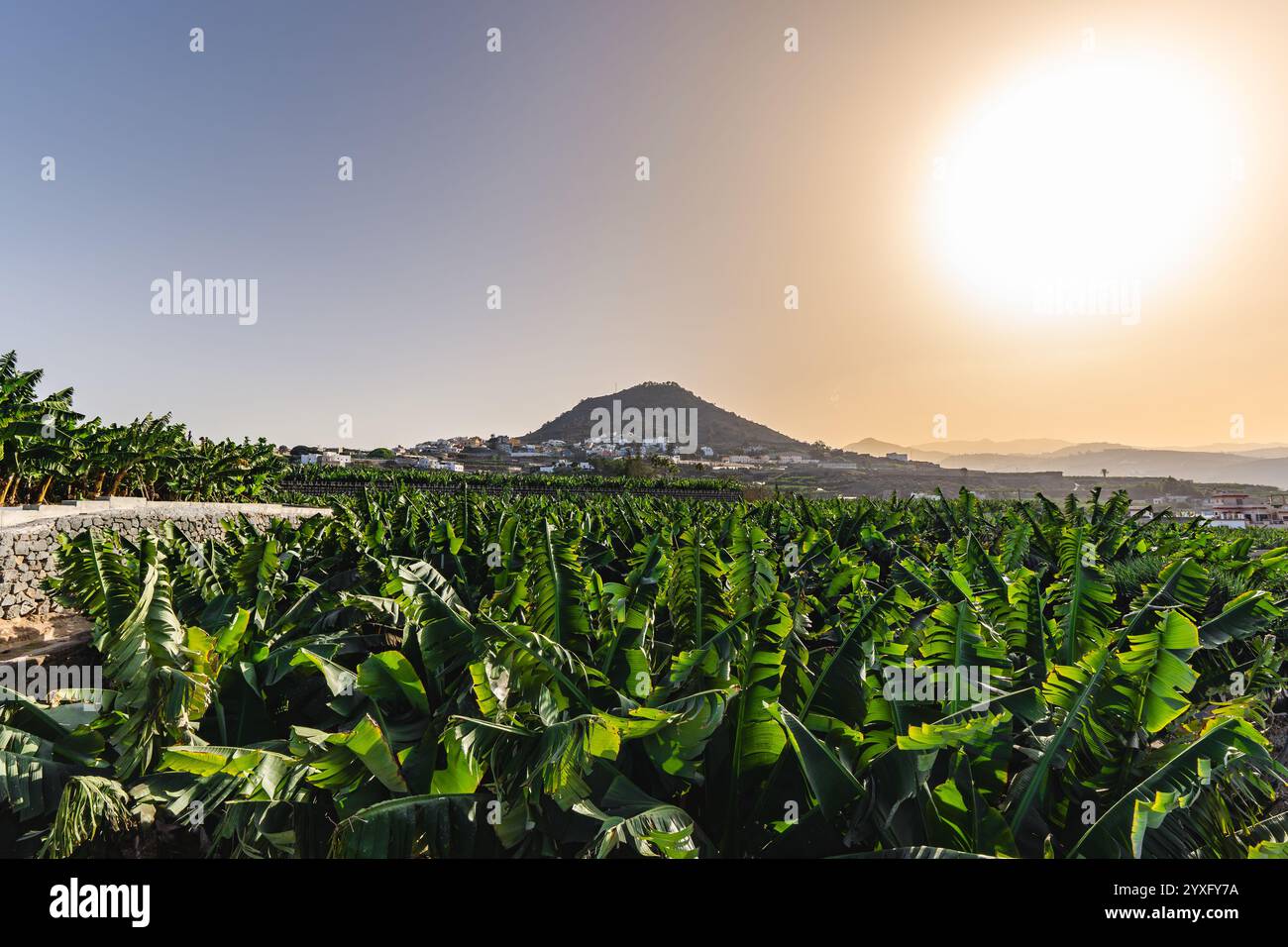 banana farm outdoor plantation on scale Stock Photo - Alamy