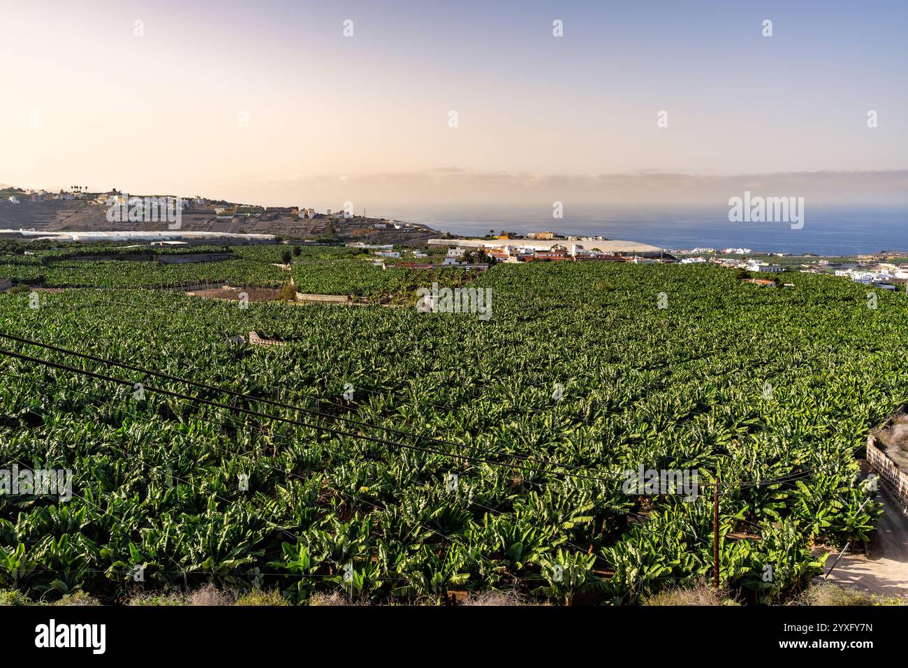 banana farm outdoor plantation on scale Stock Photo - Alamy