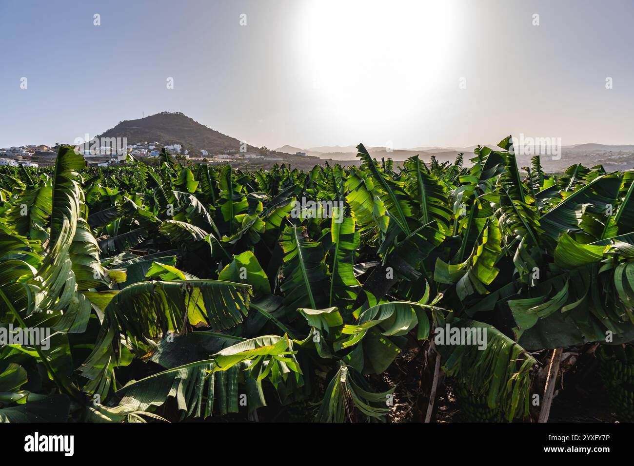 banana farm outdoor plantation on scale Stock Photo - Alamy