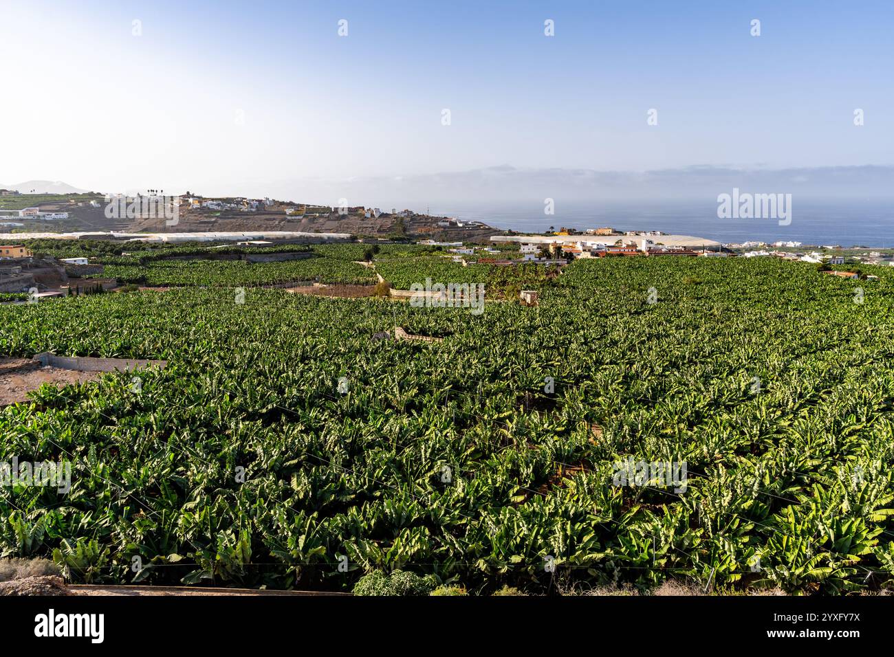 banana farm outdoor plantation on scale Stock Photo - Alamy