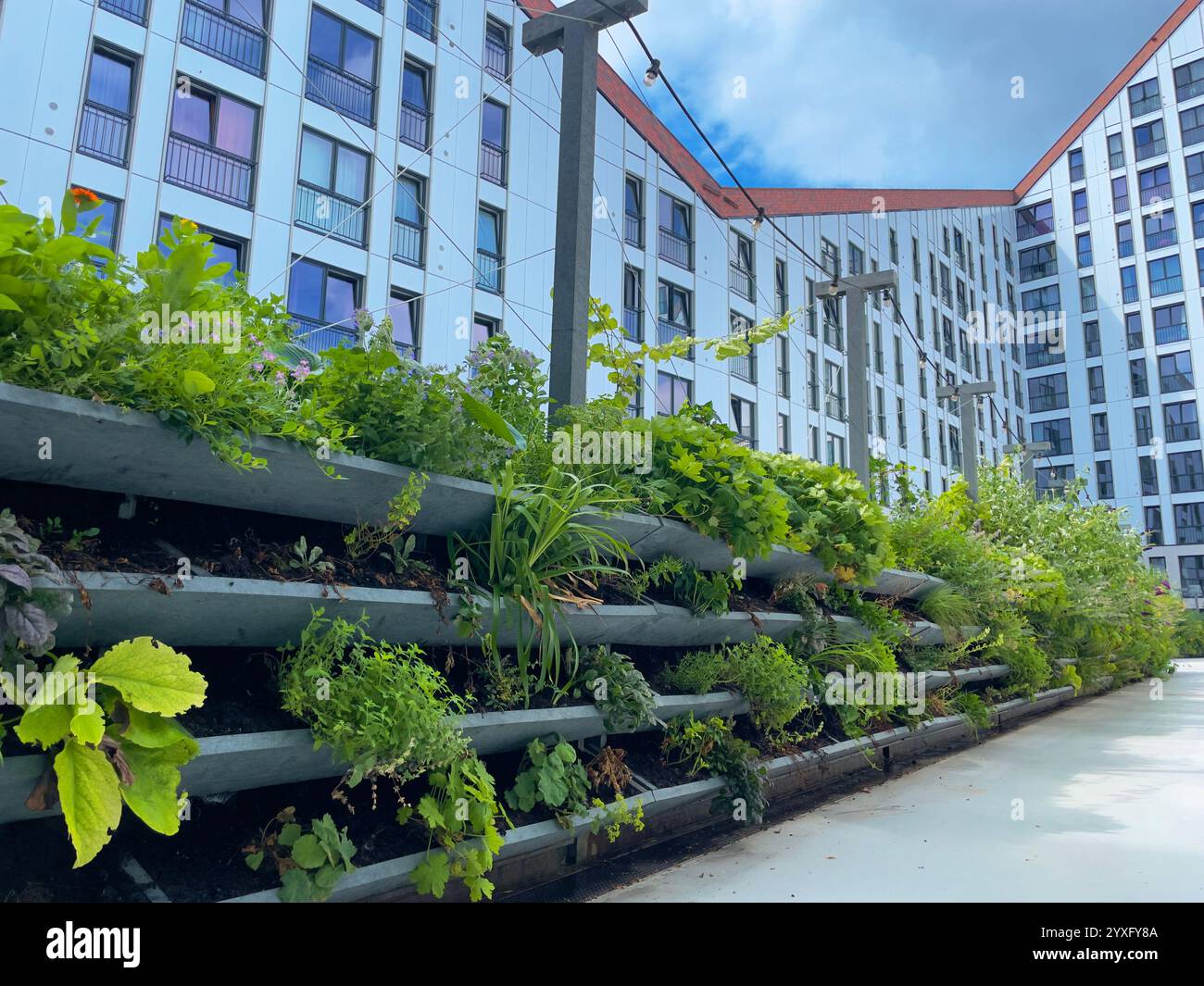Vertical green facade garden. Living wall for urban greening ...