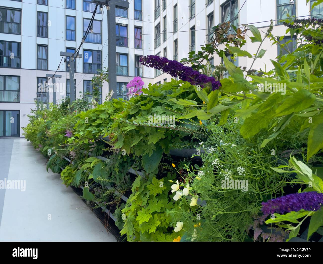Vertical green facade garden. Living wall for urban greening ...