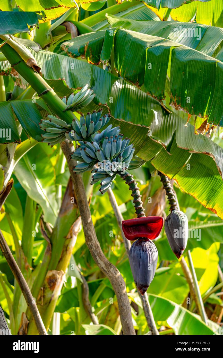 Blue java banana fruits hanging on banana plant Stock Photo - Alamy