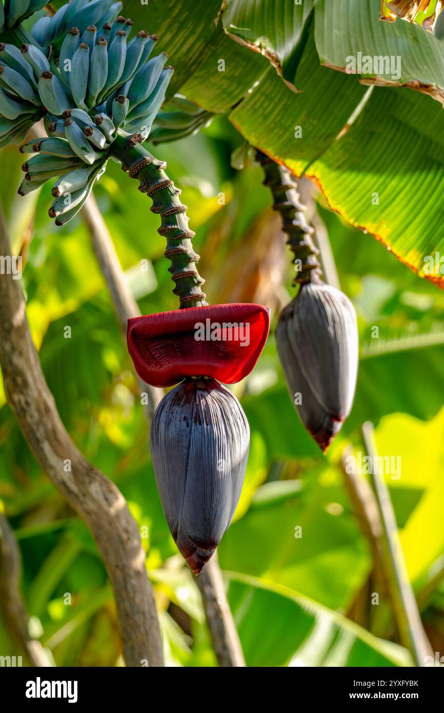 Blue java banana fruits hanging on banana plant Stock Photo - Alamy