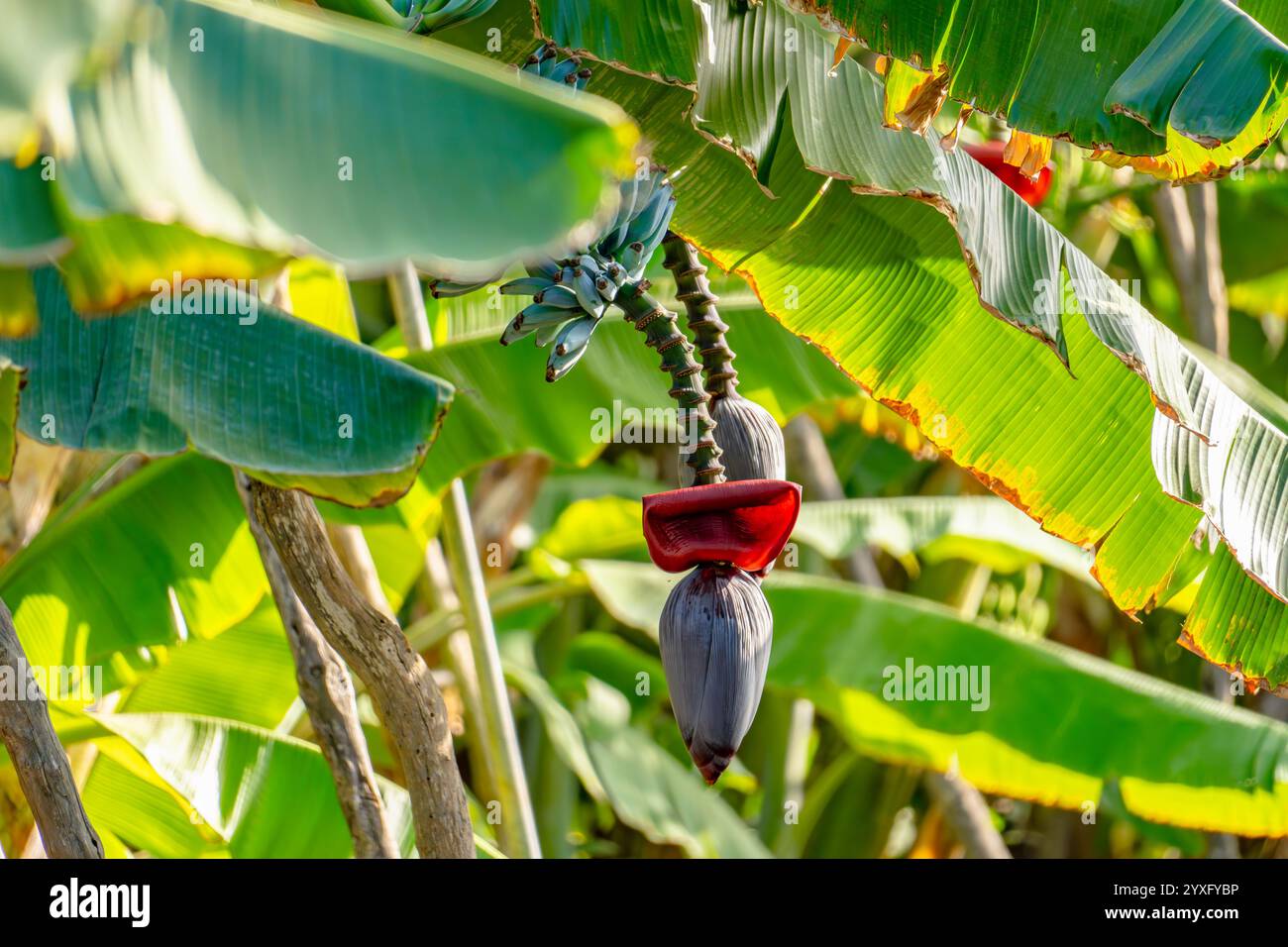 Blue java banana fruits hanging on banana plant with flower buds at the ...