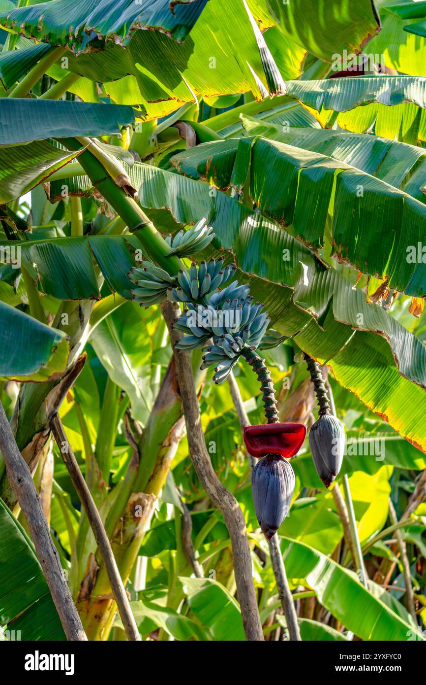Blue java banana fruits hanging on banana plant Stock Photo - Alamy