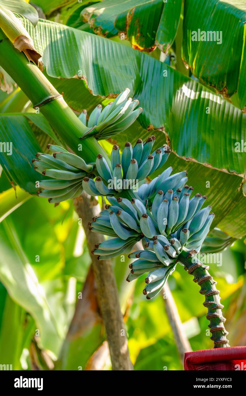 Blue java banana fruits hanging on banana plant Stock Photo - Alamy
