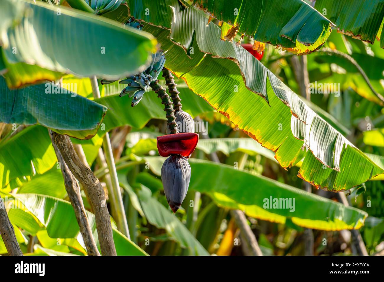 Blue java banana fruits hanging on banana plant with flower buds at the ...