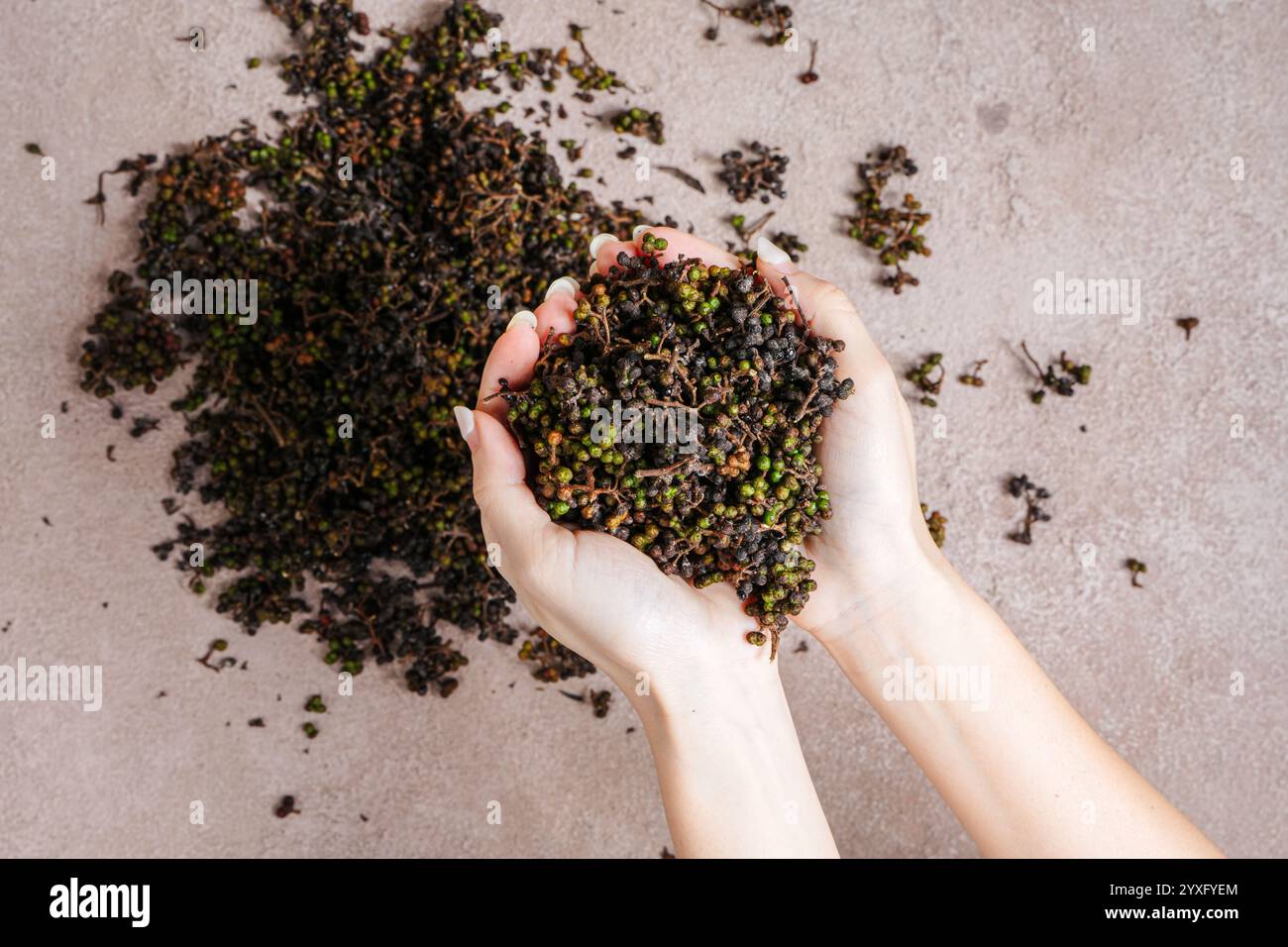 Andaliman, tuba or itir-itir, this spice in Indonesia is only known for ...