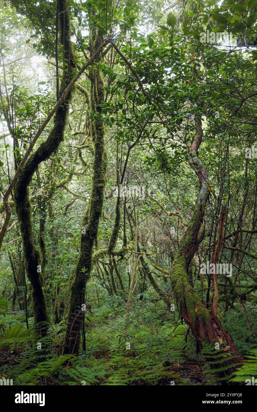 Hiking through the laurel forest in the Anaga Rural Park in Tenerife ...