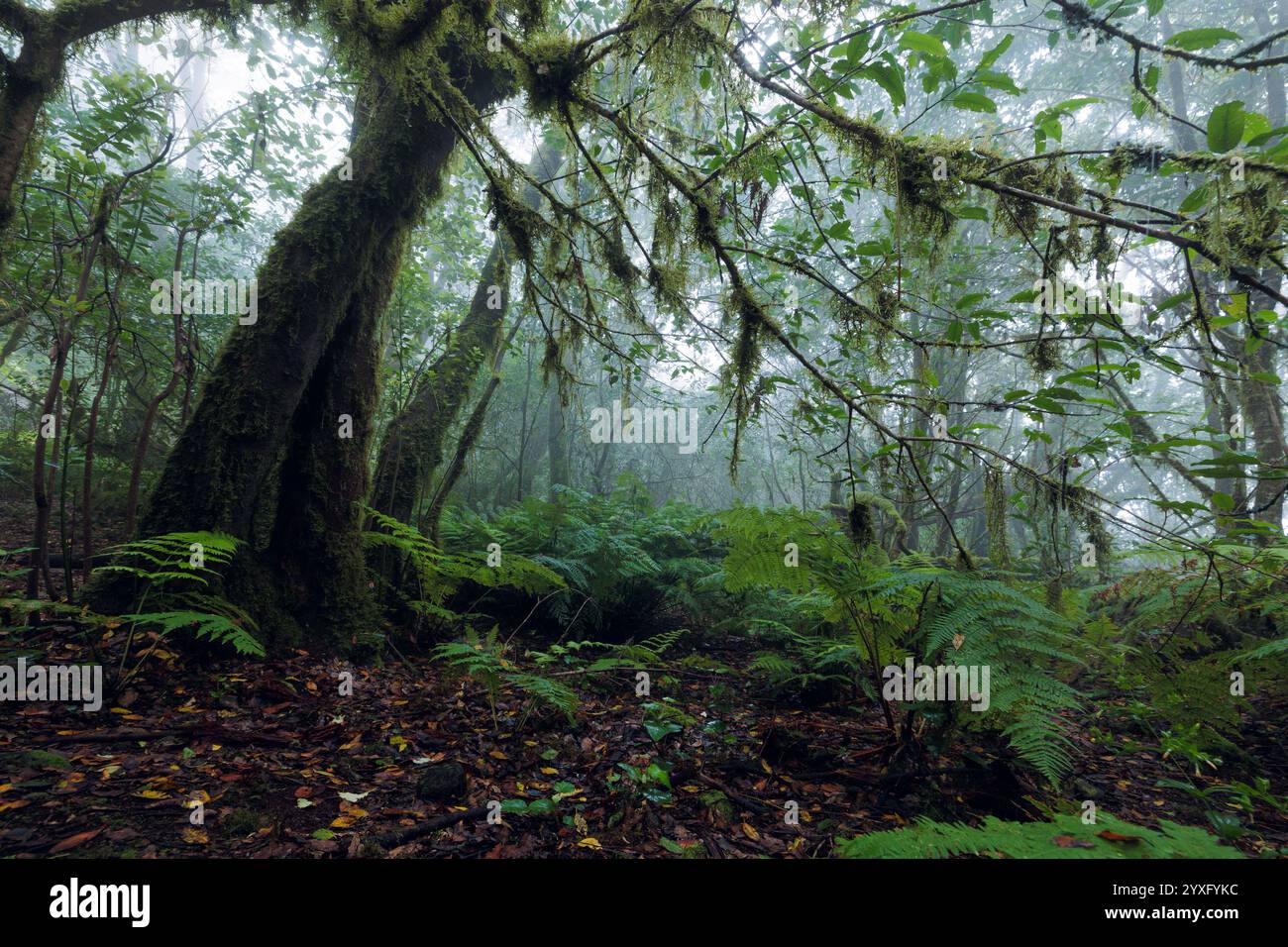 Hiking through the laurel forest in the Anaga Rural Park in Tenerife ...