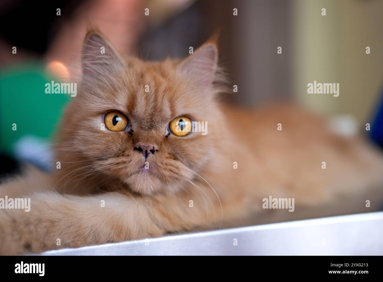Portrait of a golden colour Persian cat Stock Photo - Alamy