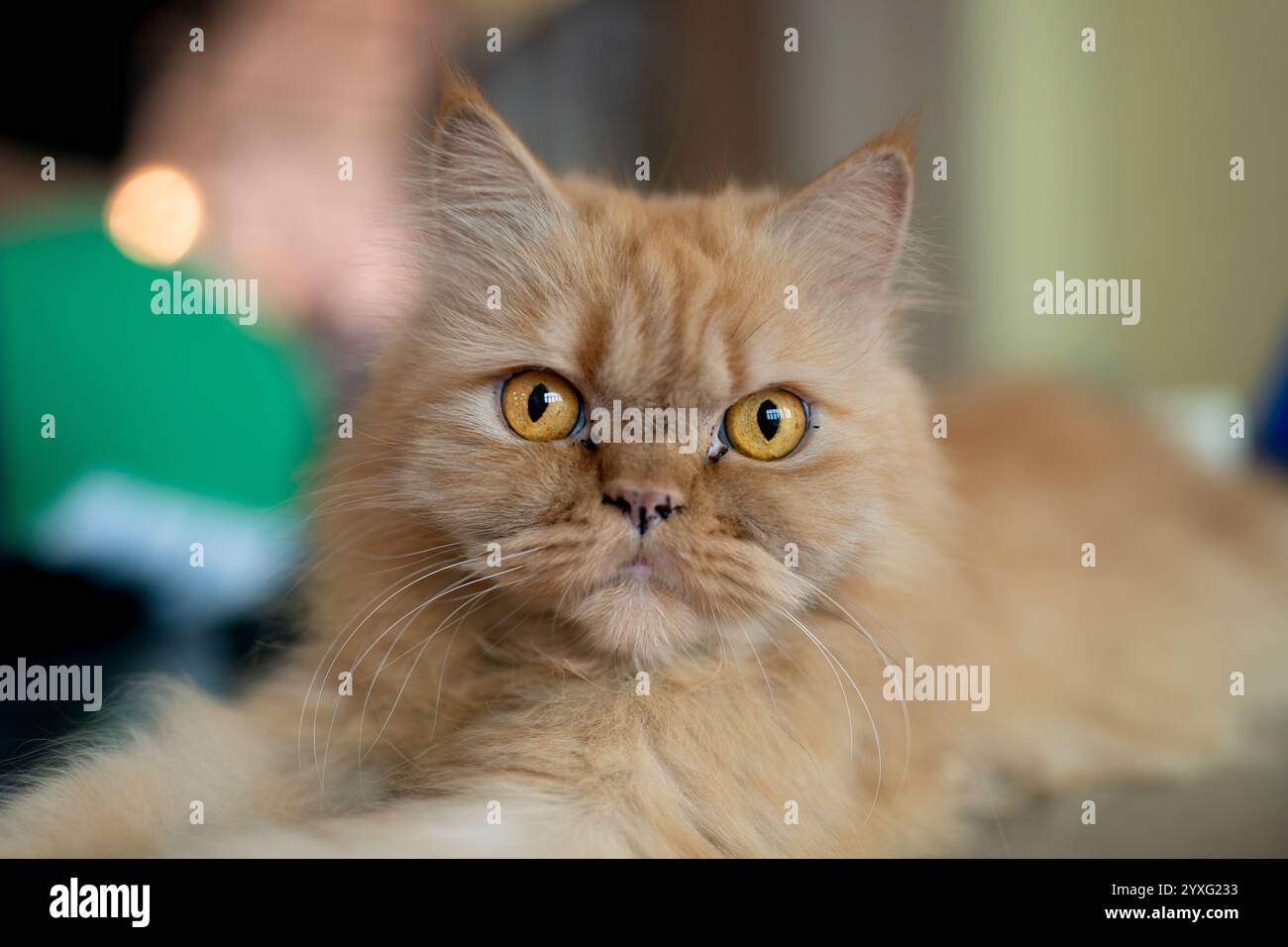 Portrait of a golden colour Persian cat Stock Photo - Alamy