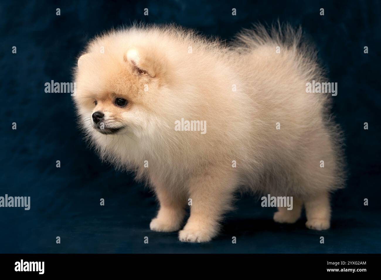 Pomeranian mini spitz dog standing hi-res stock photography and images ...