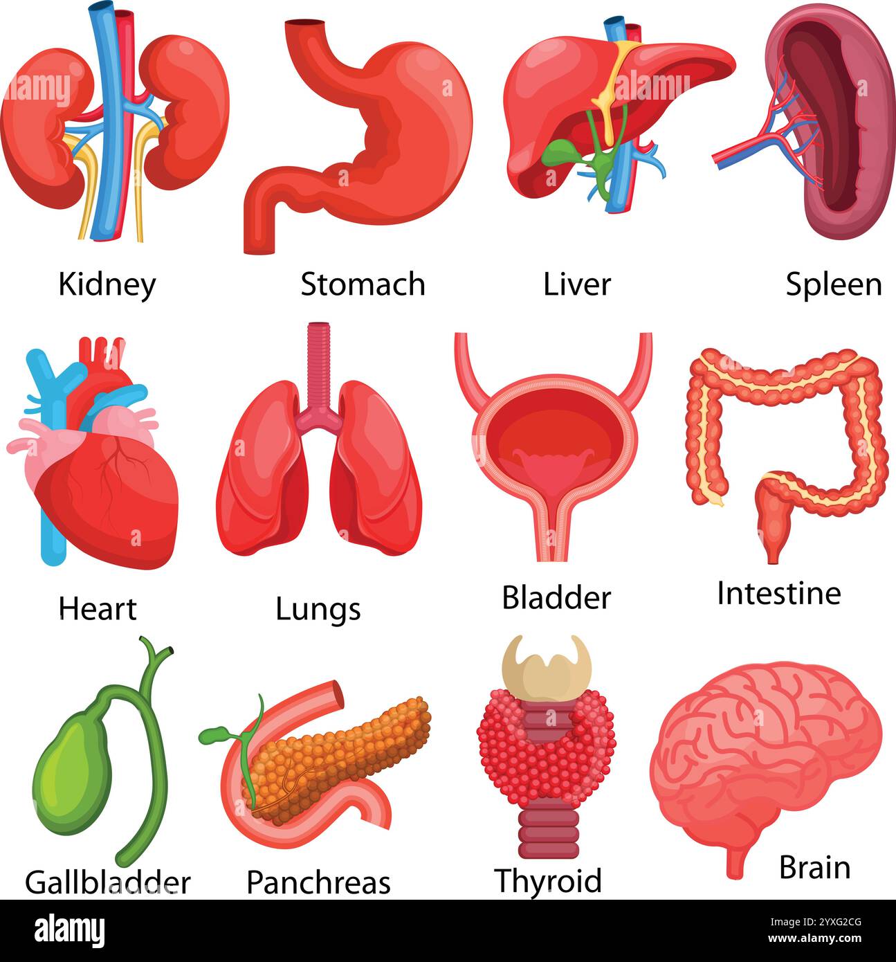 Human Organs Anatomy, Illustrations for medical website, application, training manuals, human ...